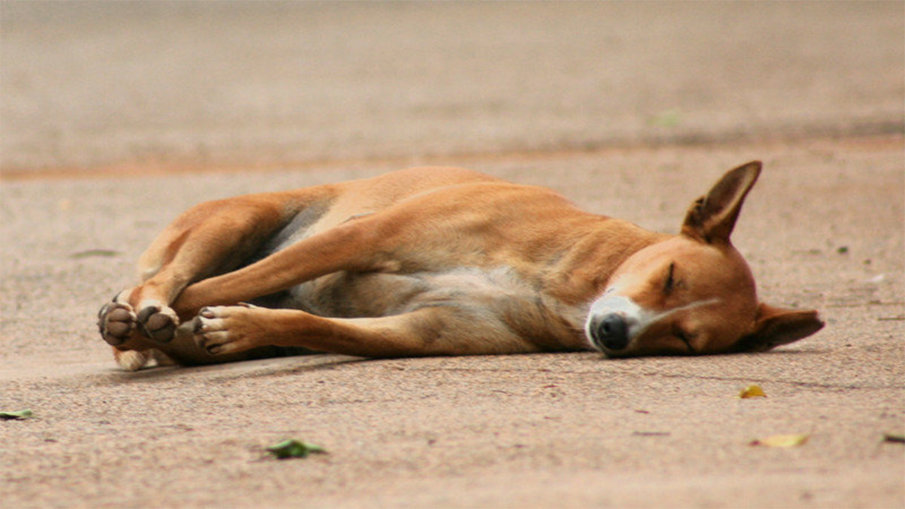 Dog Rape: मुम्बई में फिर हुआ कुतिया के साथ रेप, नहीं थम रहीं बेजुबानों ...