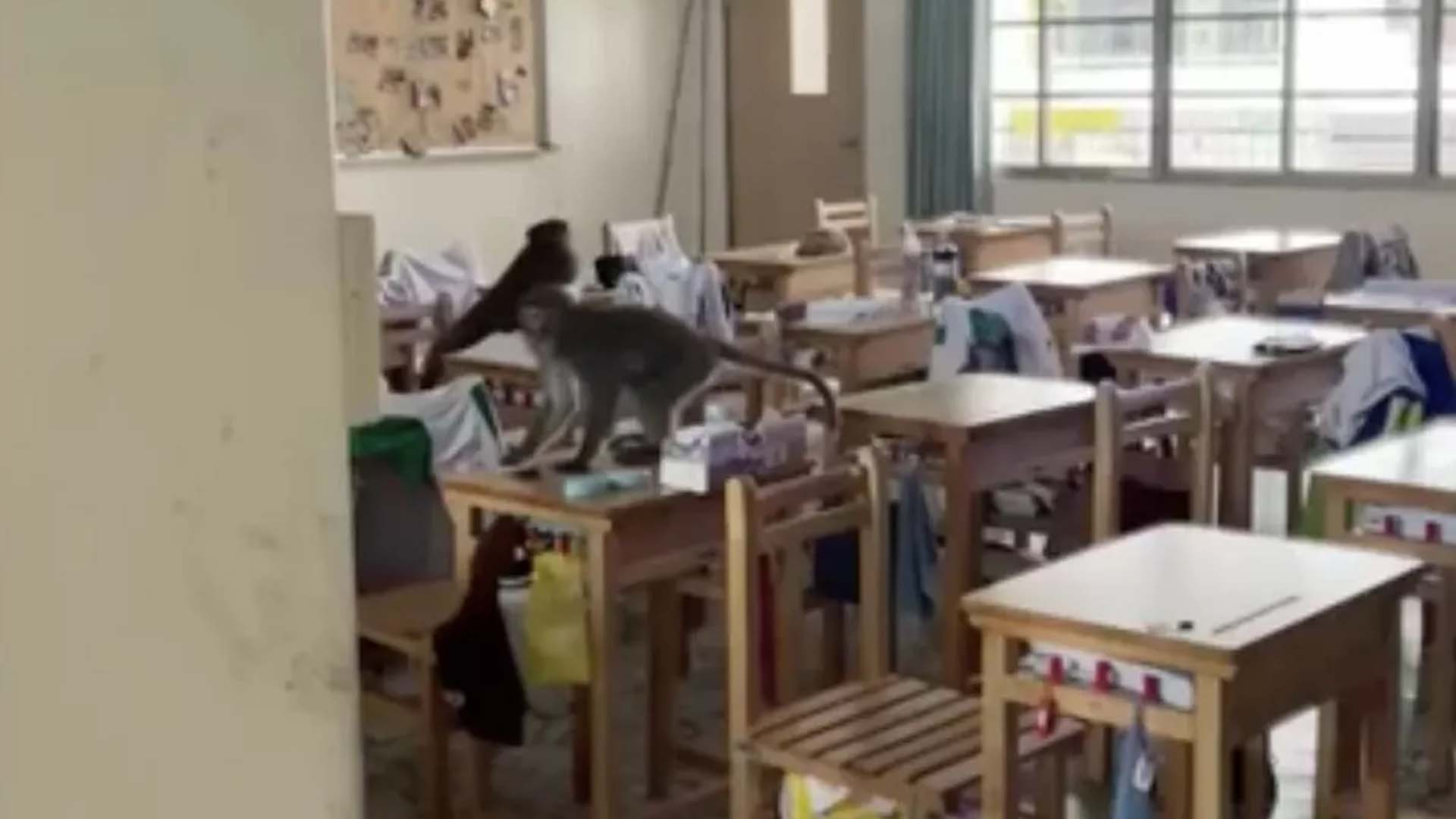 Monkey In School: माता-पिता की रूह कंपा देने वाला वीडियो! स्कूल...